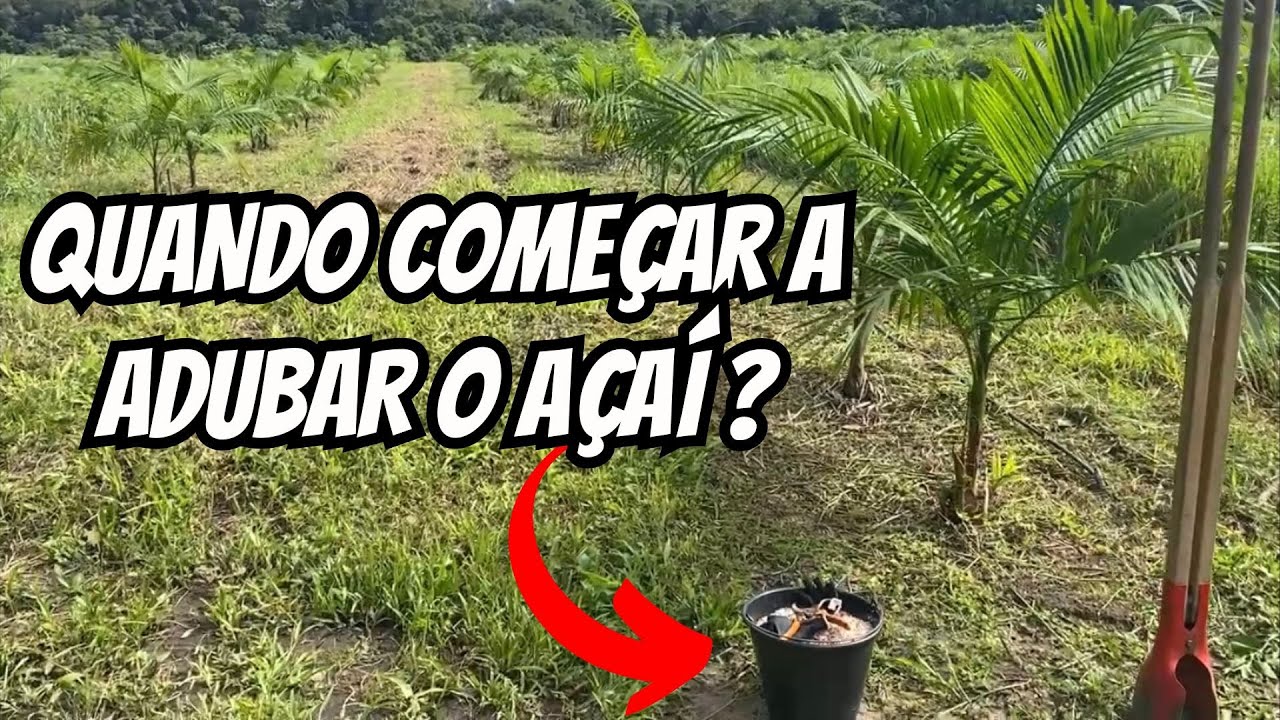 QUANDO COMEÇAR A ADUBAR O AÇAÍ? - YouTube