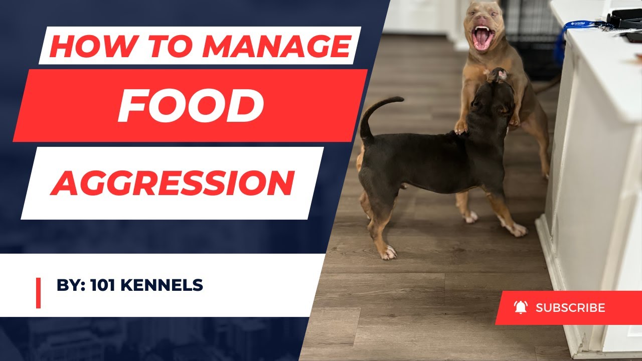 How to Manage Dog Food Aggression - YouTube