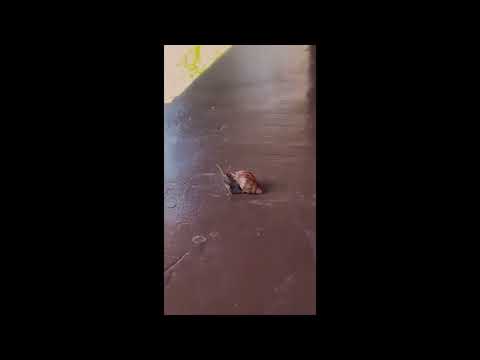 Girl from philippines crushing snail under her sandals (https://www.patreon.com/c/CrushASMR0)