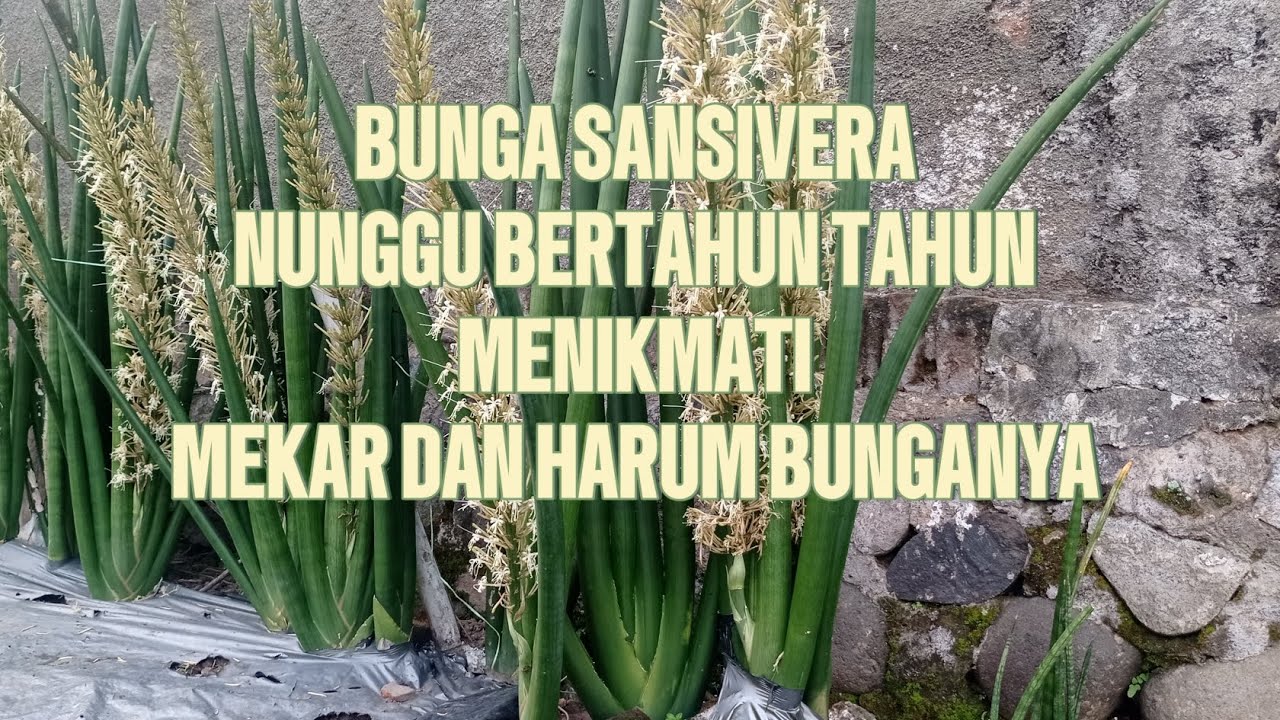 SANSIVERA BERBUNGA SEKALI DALAM SETAHUN | BUNGA PEMBAWA BERKAH - YouTube