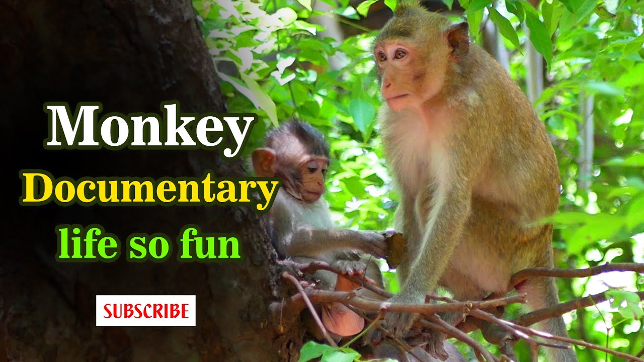 Baby monkey play on the tree with they teams,Monkey Documentary so fun ...