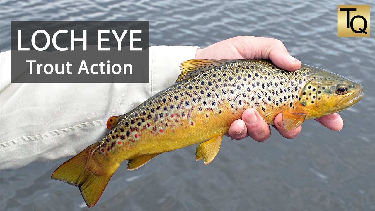 Fly Fishing for Trout in Scotland - Loch Eye: Alder Flies - YouTube