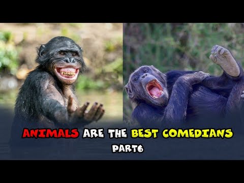 Animal are the best comedians part #6 - YouTube