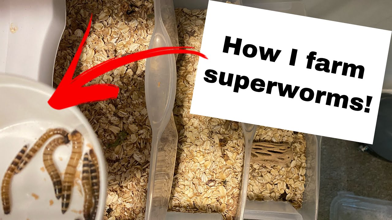 How I breed superworms! | The easiest feeder insects to farm in my ...