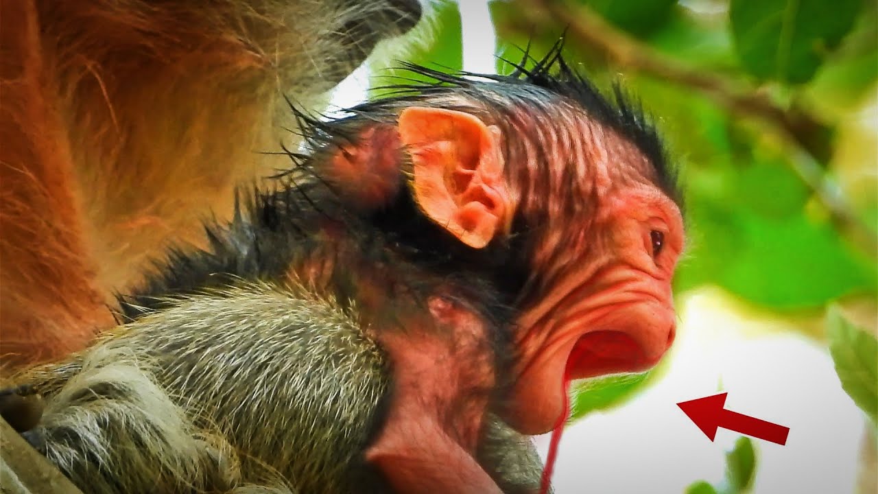 Lovely Monkey Wildlife Lovely Sweet Newborn Baby Monkey Just Birth From ...