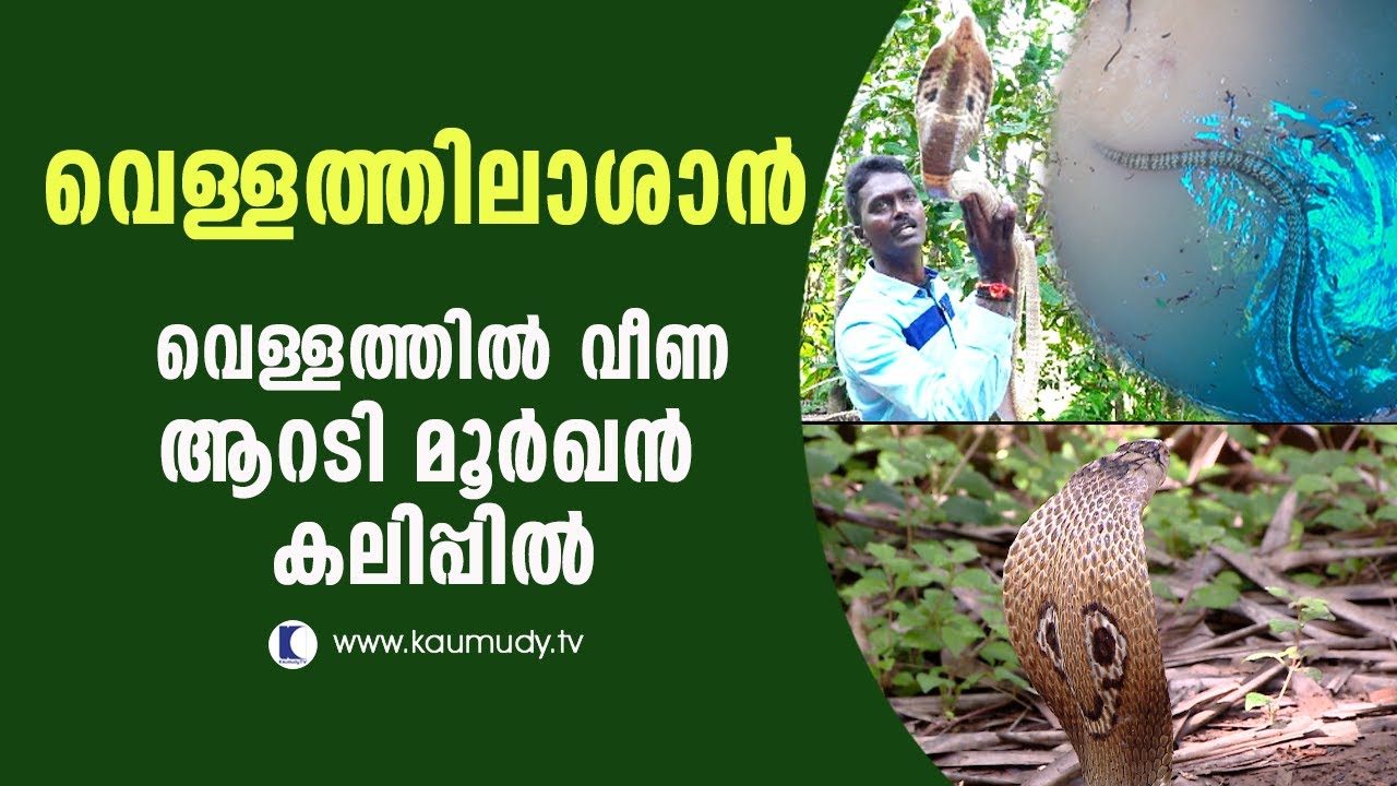 Aggressive 6 ft Cobra falls in to water hole and rescued | Vava Suresh ...