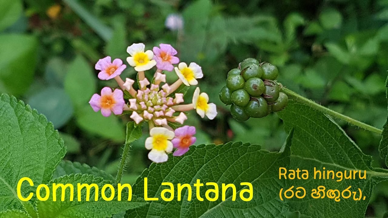 [Sri Lanka Wildflowers]#열대식물#Lantana camara#Common Lantana#Rata hinguru ...