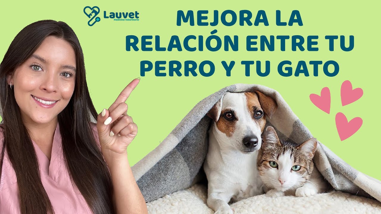 CÓmo Mejorar La Convivencia Entre Perros Y Gatos Lauvet Youtube