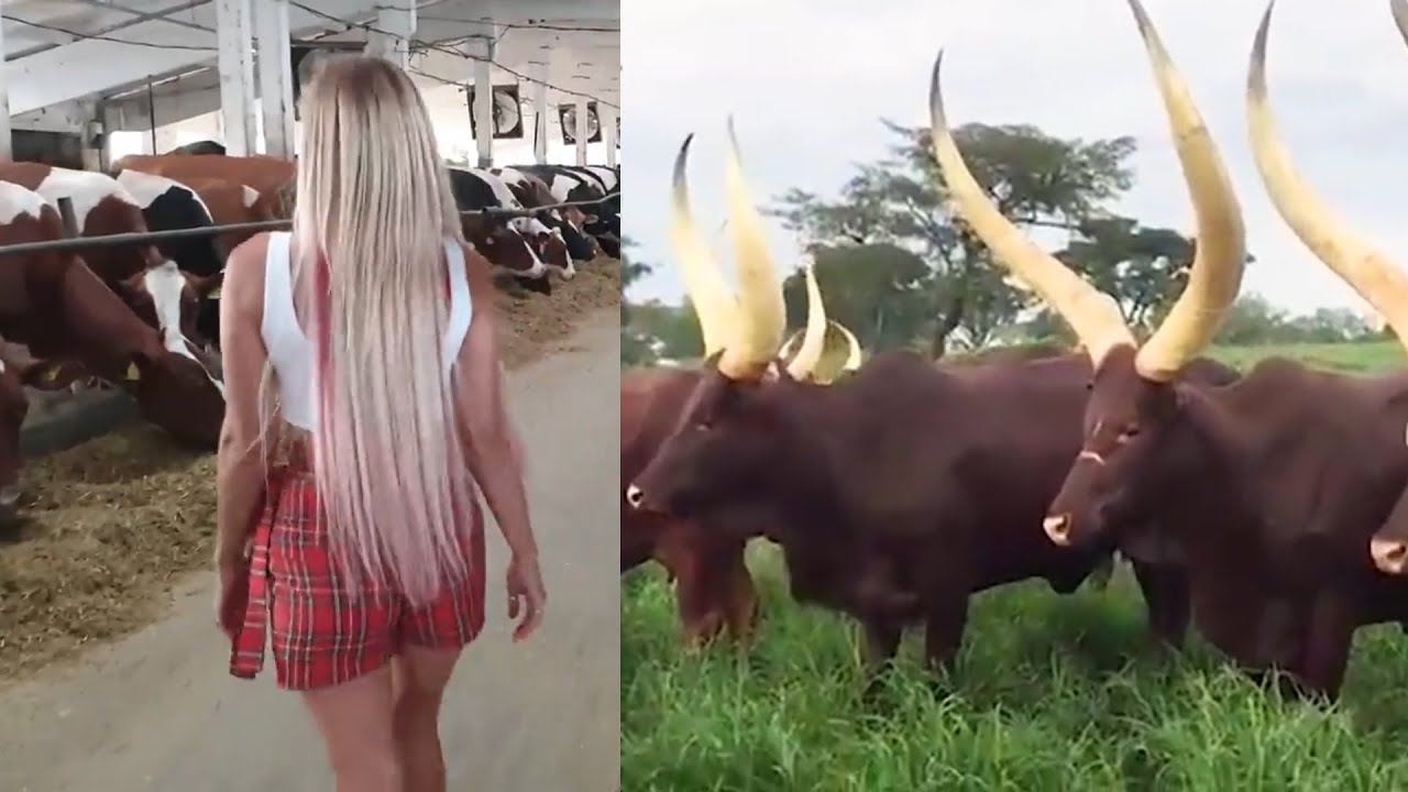 Girl Cow Meeting Ankole cows Longest Horns - YouTube