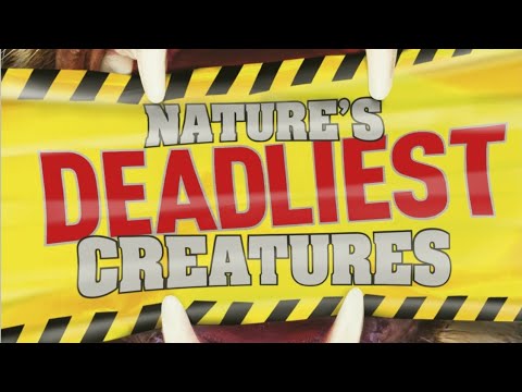 Nature,s DEADLIEST Creatures DANGER FACTOR #school #books #creatures # ...