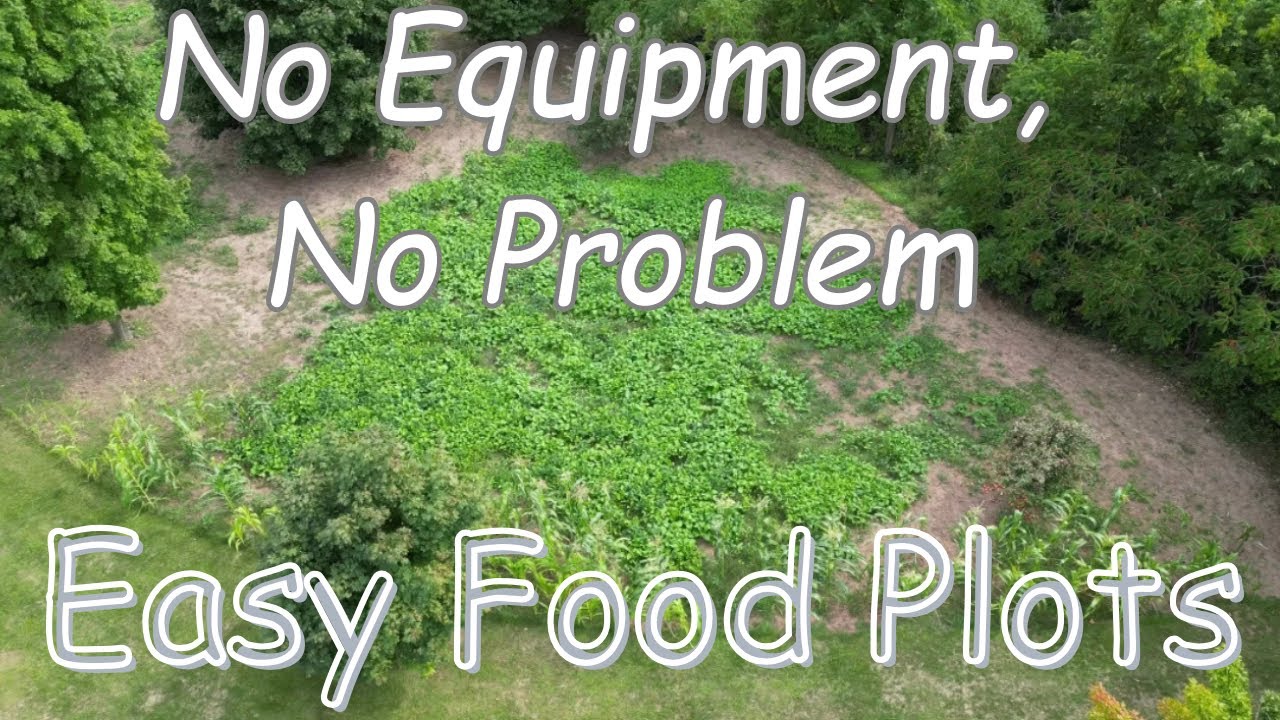 Poor Man Food Plots on Small Properties - YouTube