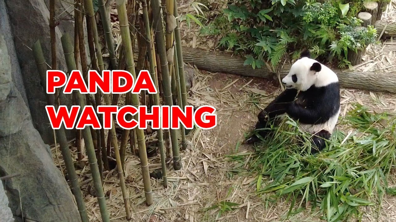 Panda Watching || Walking Singapore - YouTube