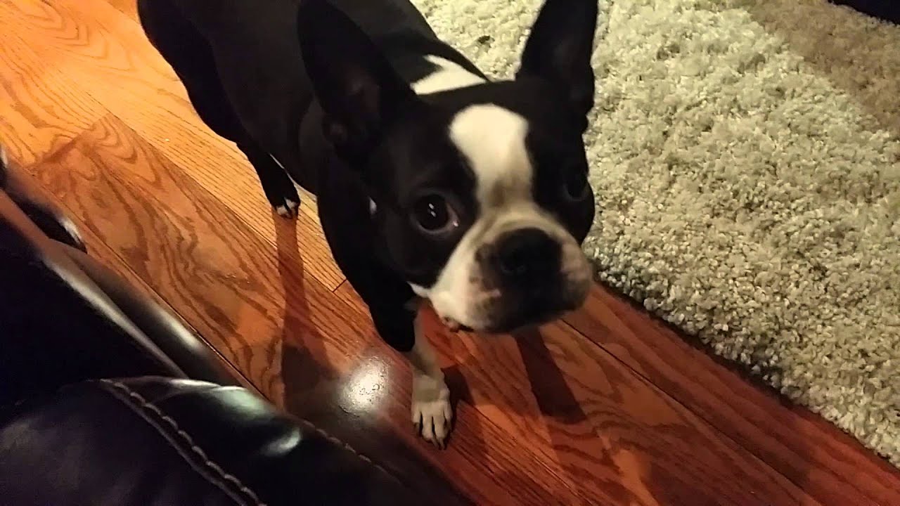 Boston terriers playing - YouTube