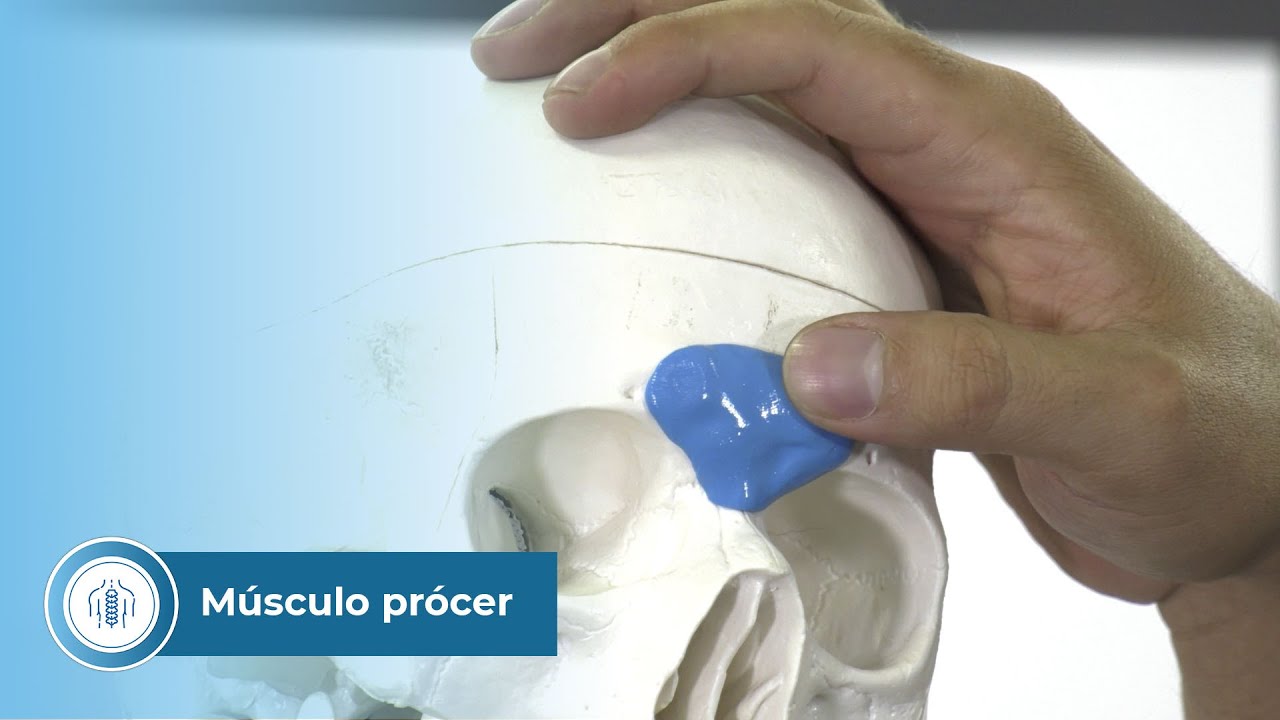 Músculo prócer - YouTube
