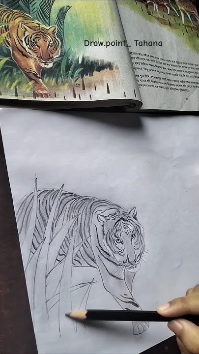 How To Draw a Tiger in the Jungle || Step by step.. #shorts # ...