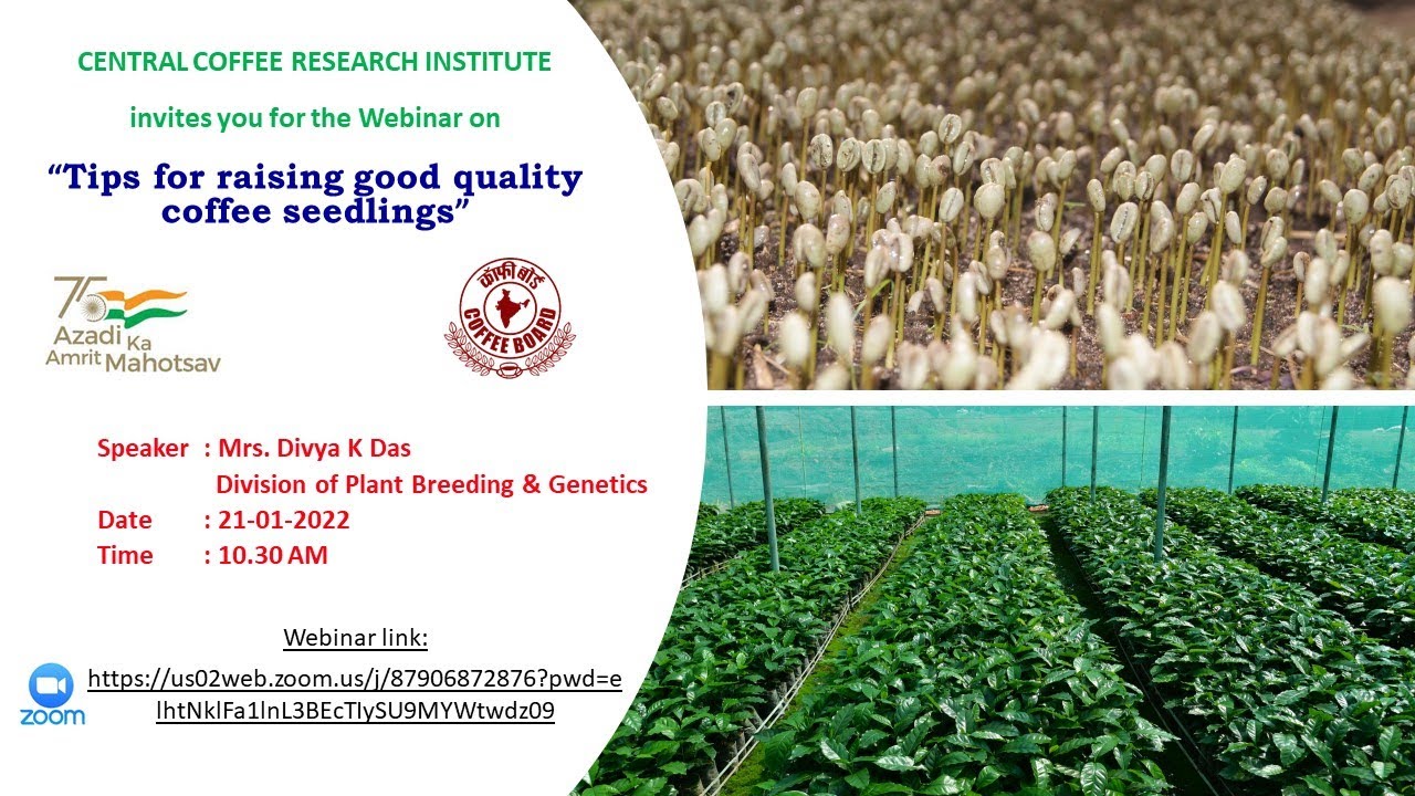 Tips for raising good quality coffee seedlings - YouTube