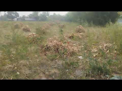 Aaj Ham Khet dikha rahe hain - YouTube