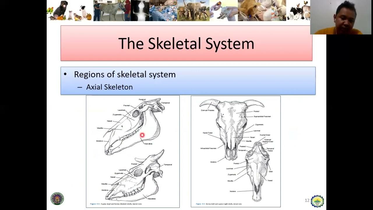 03 AAS 101 Introduction to Animal Science Lesson 3 Skeletal System ...