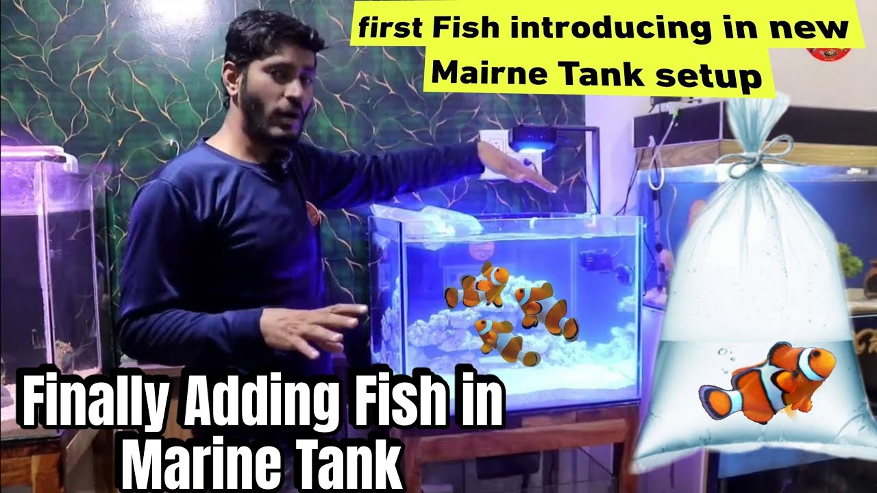 Adding New Fish In Marine Tank , Unboxing and Adding Fish | How to ...