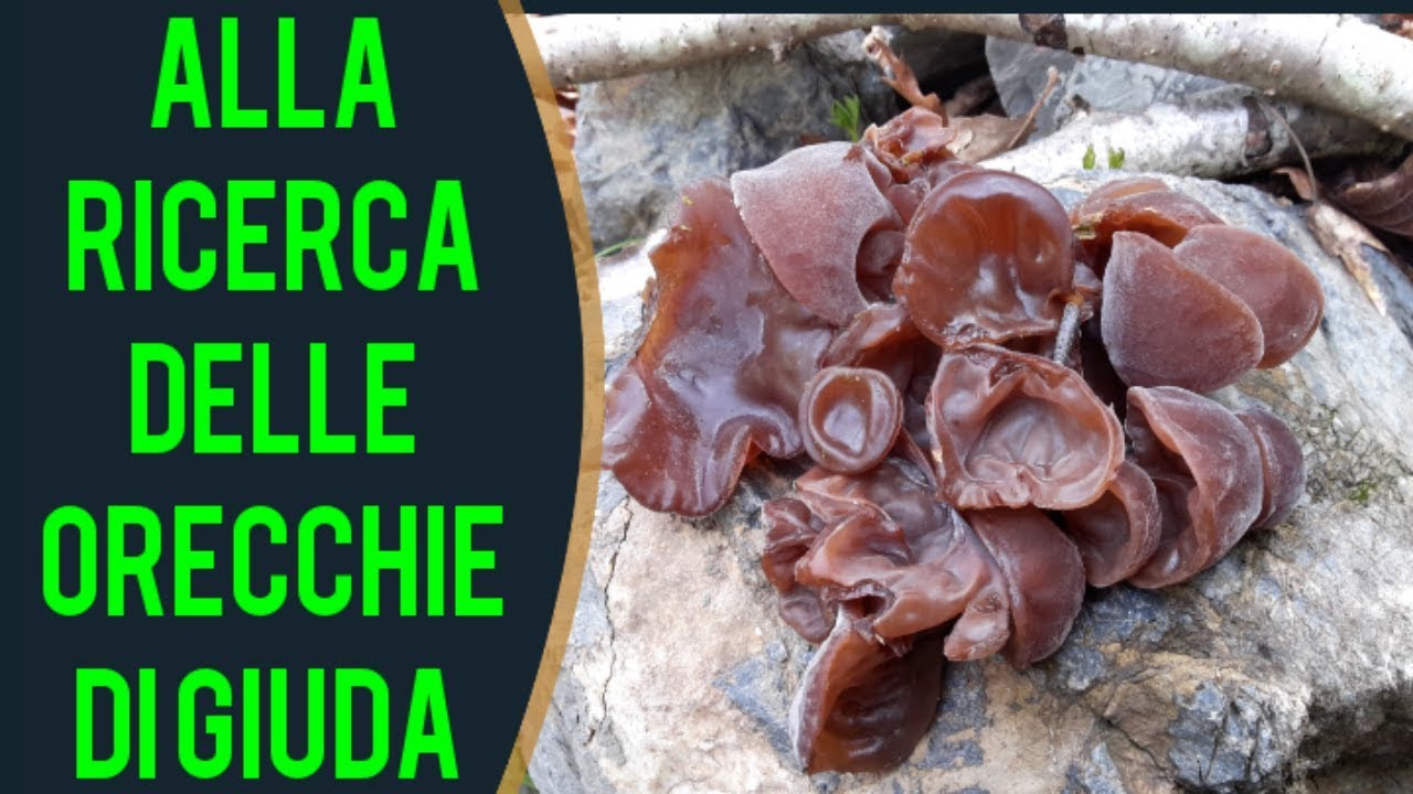 Alla ricerca delle orecchie di giuda - YouTube