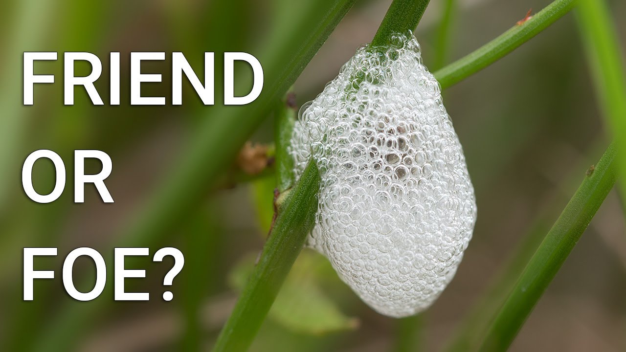 Spittlebugs: are they pests? - YouTube