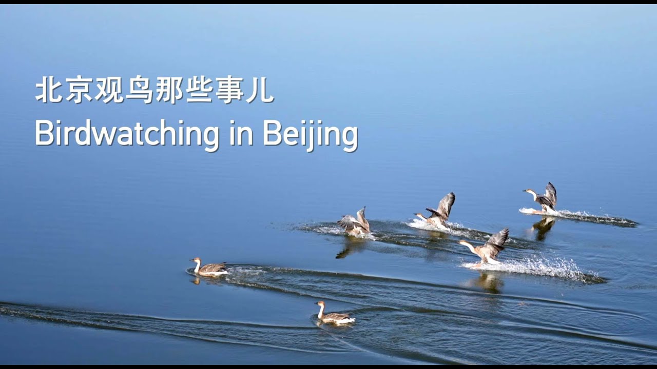 Birdwatching in Beijing - YouTube
