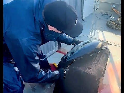 SHINKEI JIME SOUTHERN BLUEFIN TUNA