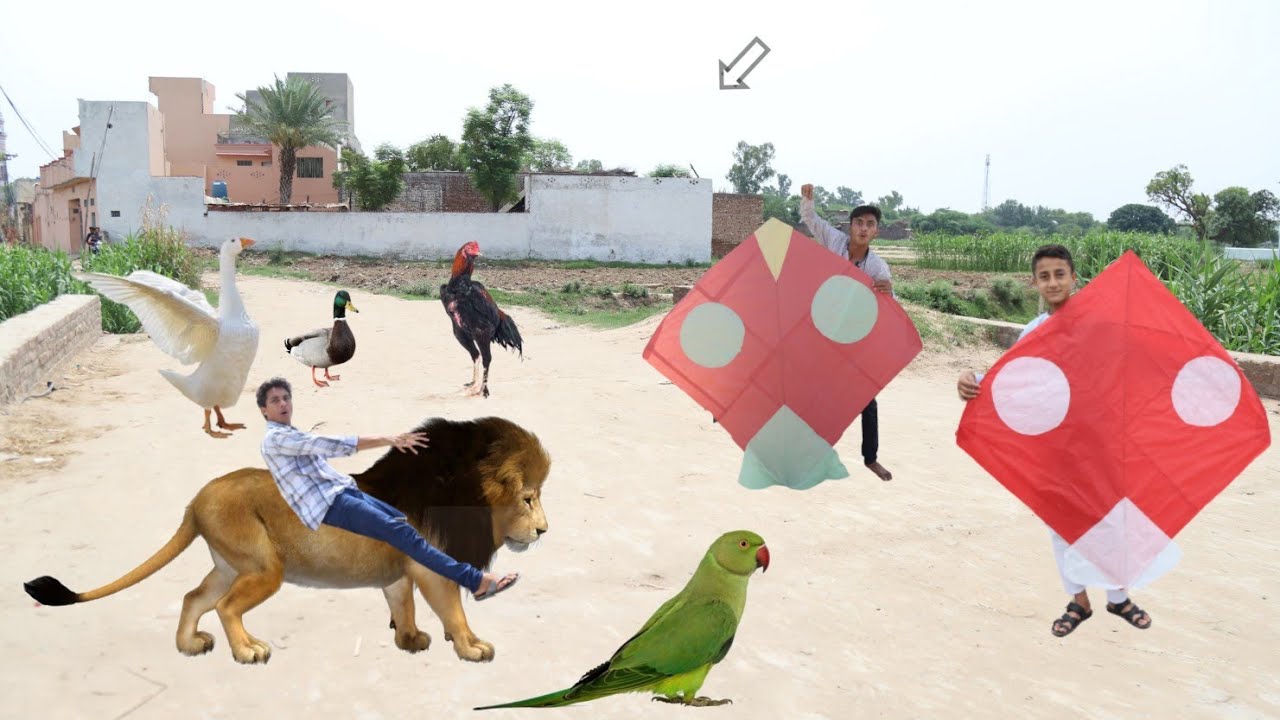 Kite Cut & Parrot duck rooster | Kites - YouTube