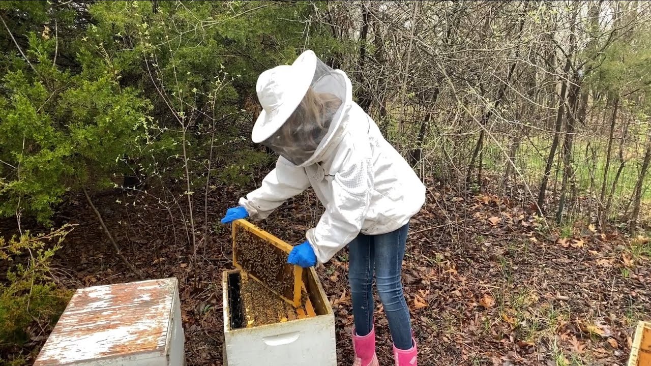 Queen bees and grafting - part 1🐝 - YouTube
