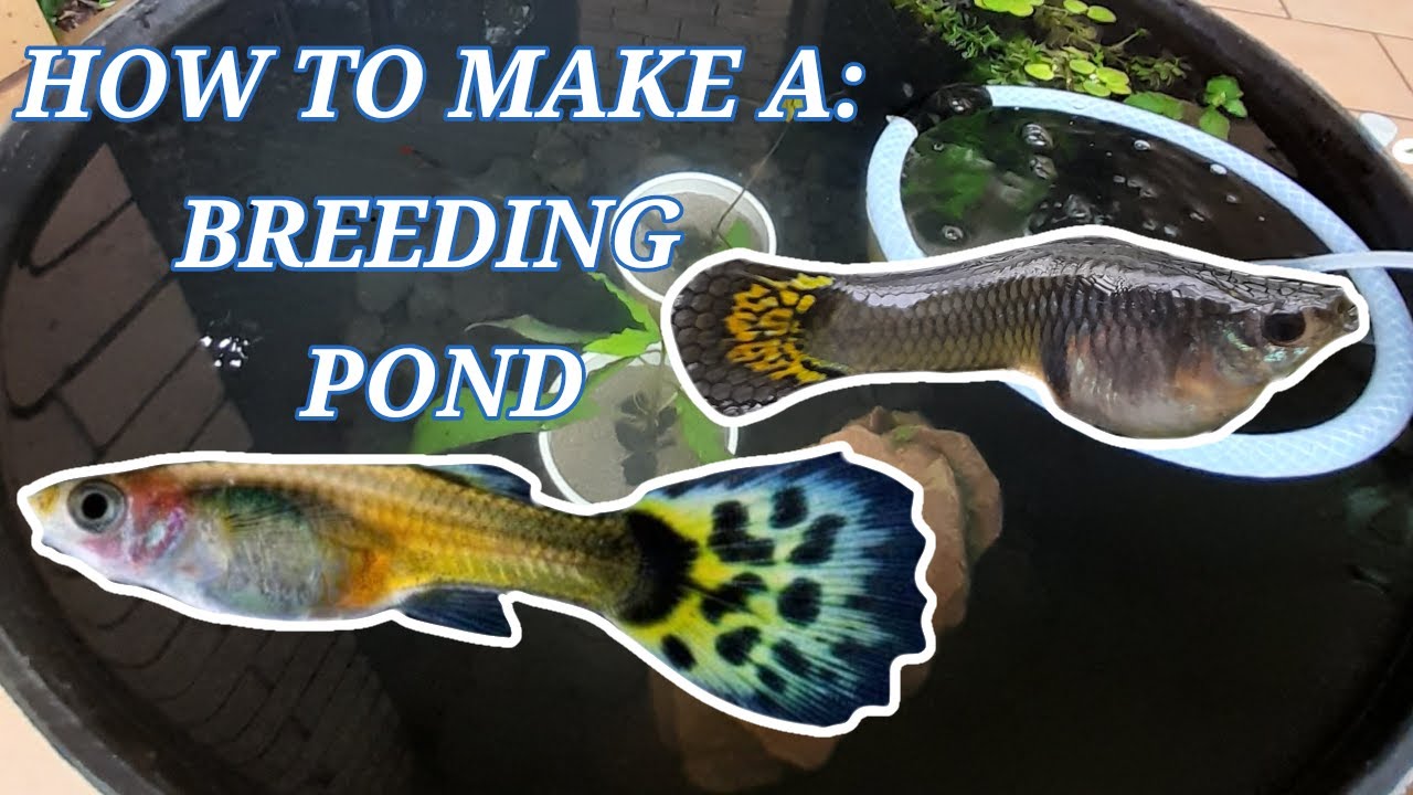 How to make a patio pond for breeding - YouTube