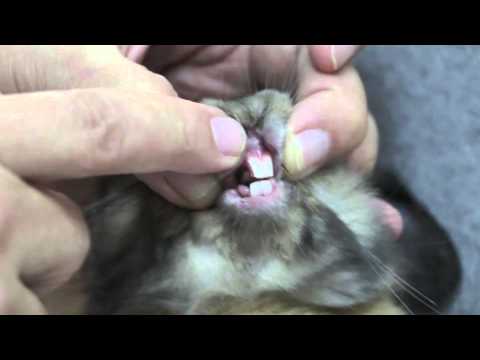 Neutering a rabbit procedures at Toa Payoh Vets