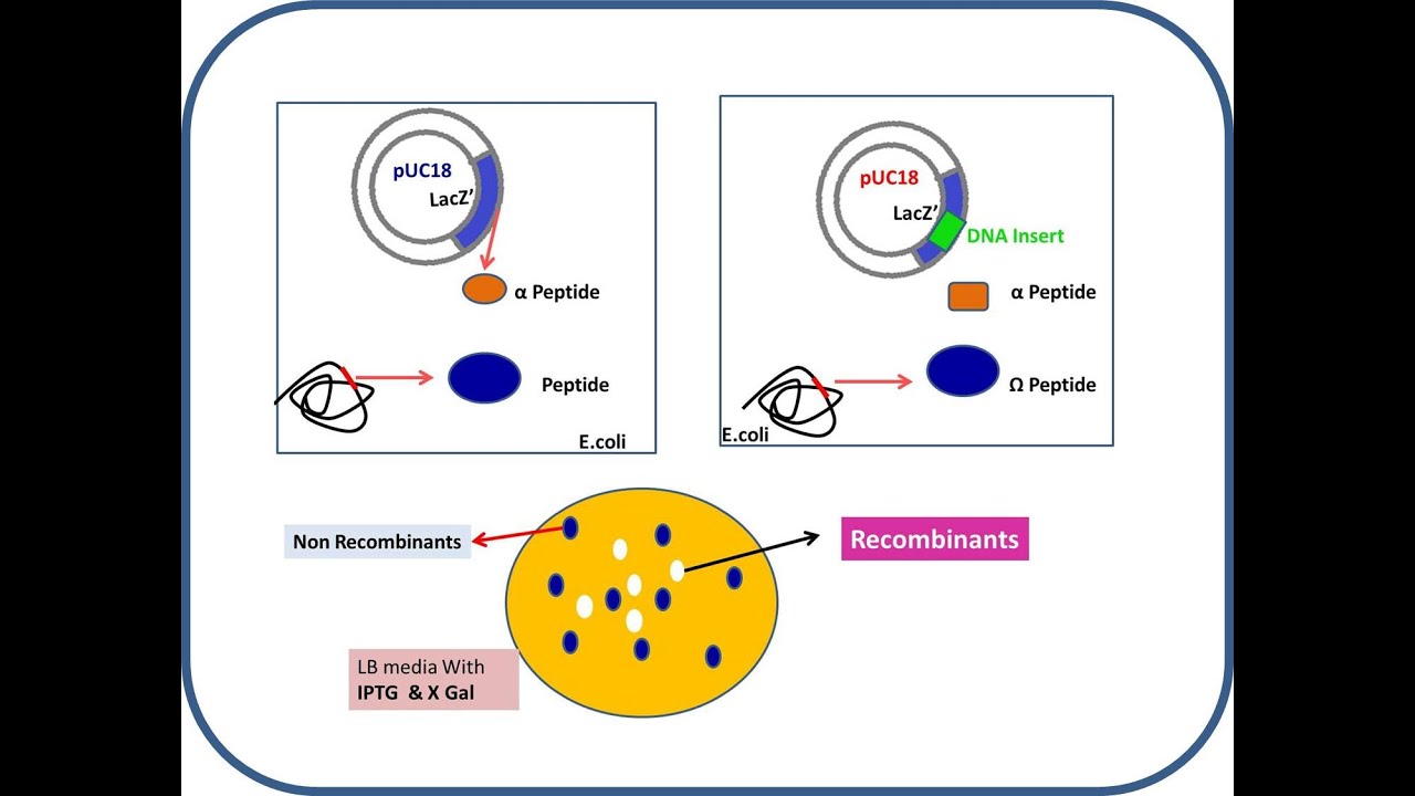 What is Alpha Complementation: pUC18. blue & white screening, Beta ...