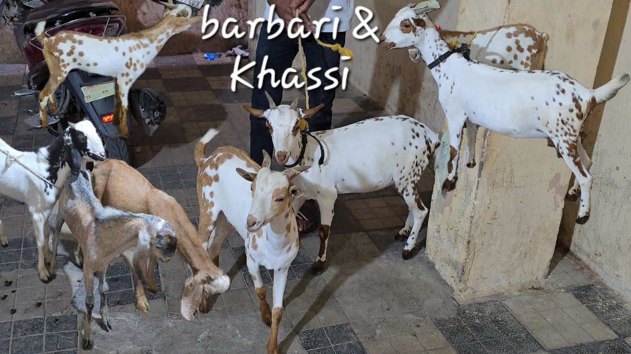 Khassi bakre available in Hyderabad | Top quality barbari bakriya in ...