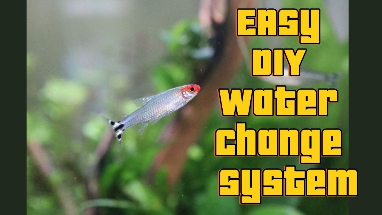 Easy DIY Water Change System - YouTube