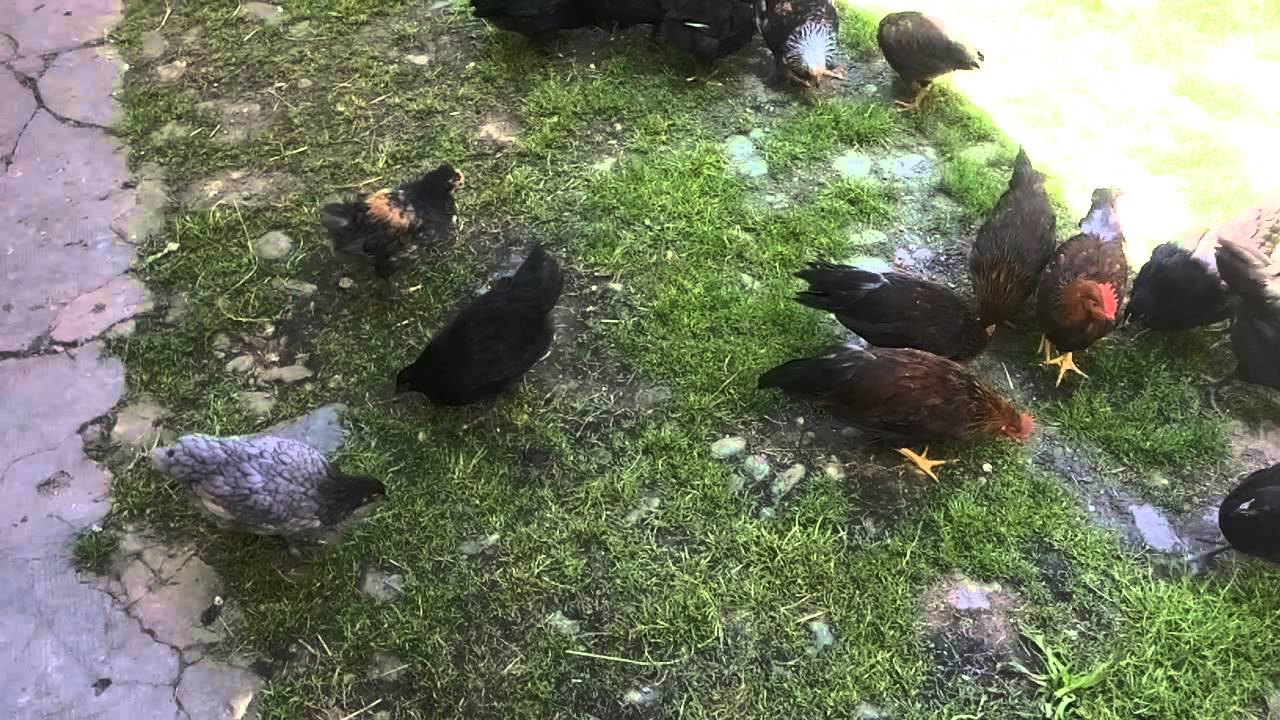 Chickens playing - YouTube