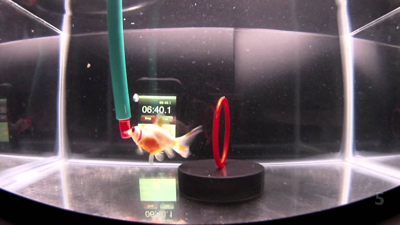 Operant Fish Training (Goldfish) - YouTube