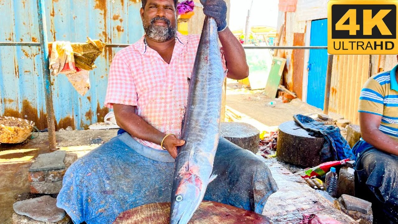 Ara kola fish cutting video/fishcuttingrs#kasimedu #fish #fishcuttingrs ...