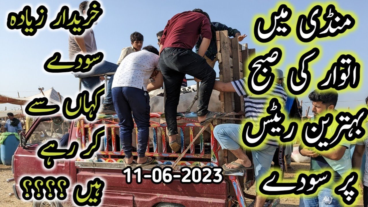 Northern Bypass Mandi Latest Sunday Rates & Bargaining June 11 2023 ...