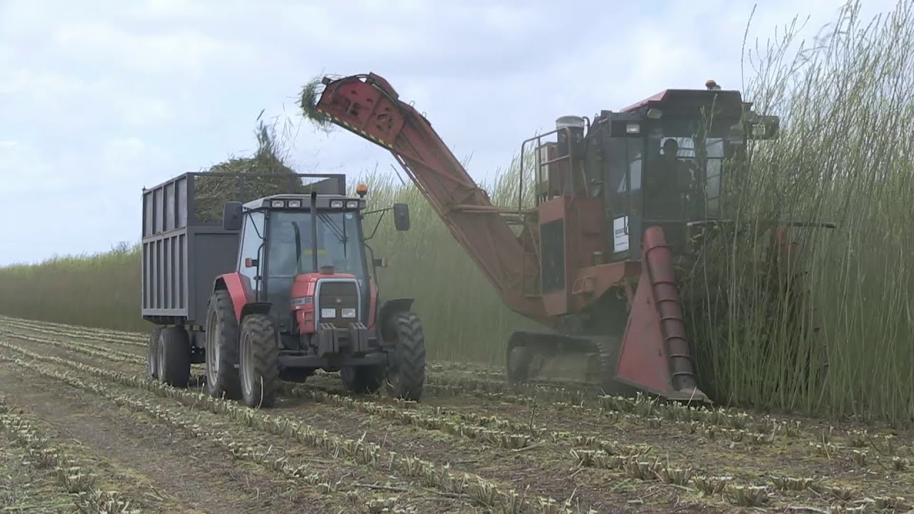 CASE IH SUGAR CANE HARVESTER CUTTING WILLOW - YouTube