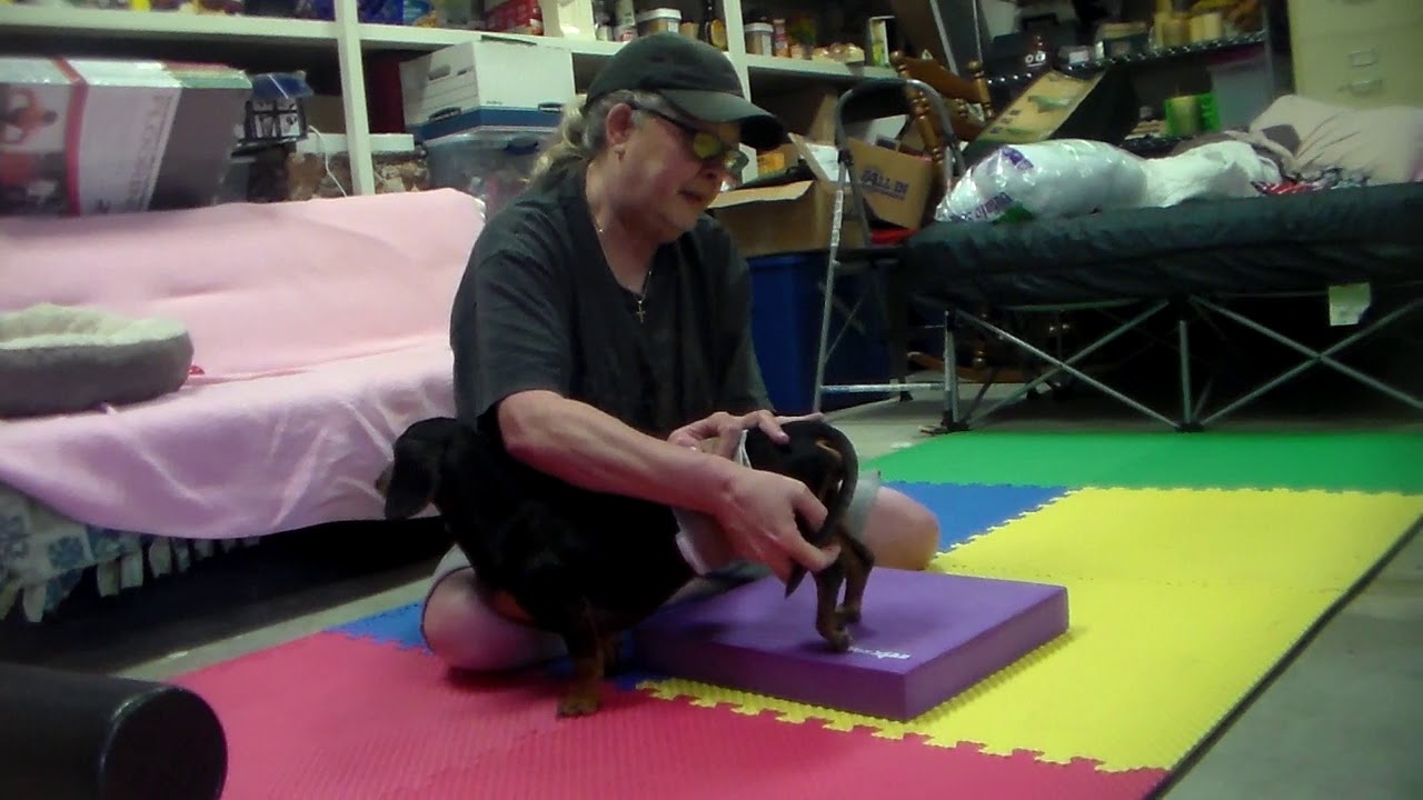 IVDD Exercises ~ The Basics - YouTube