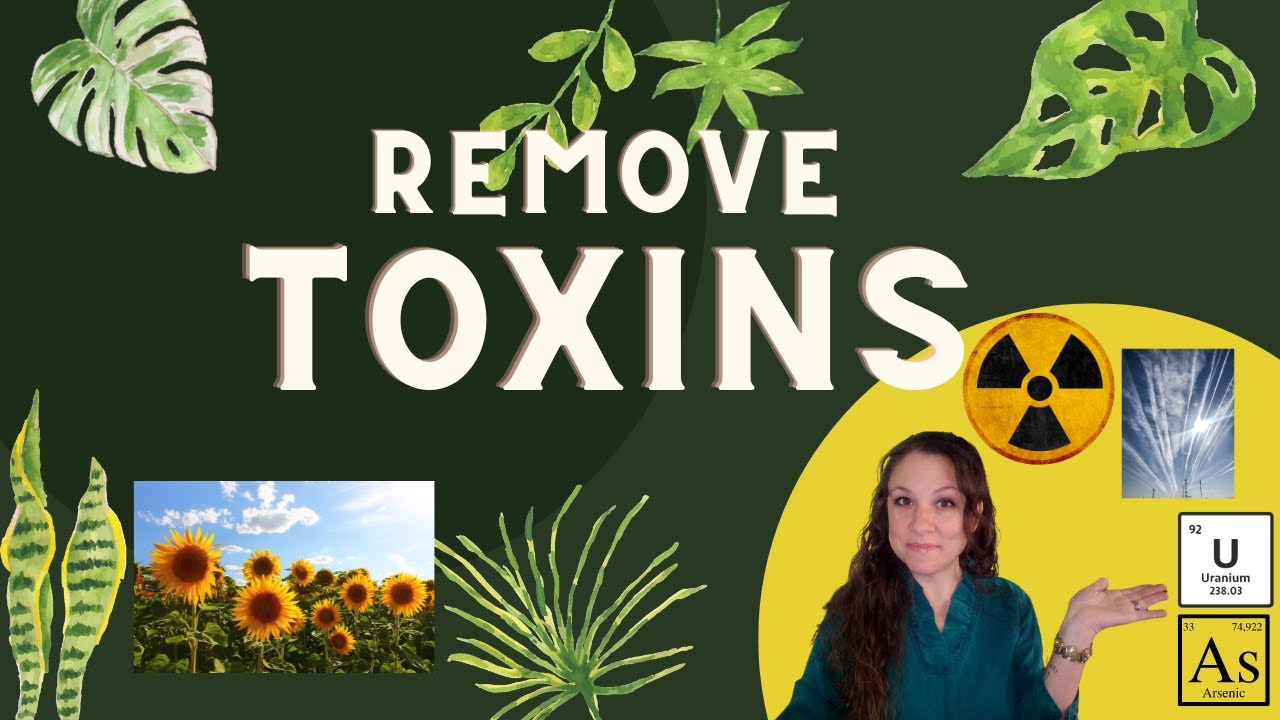 The Plants can help - remove toxins from indoor air and outdoors air ...