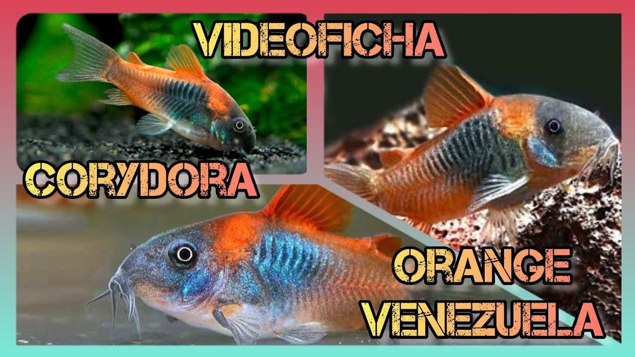 Vídeo ficha Corydora Orange Venezuela #corydoras #acuario #acuariofilia ...