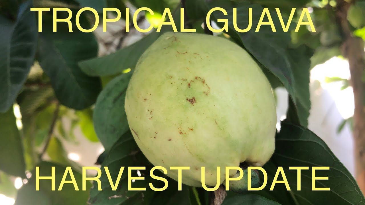 TROPICAL GUAVA HARVEST UPDATE - MEXICAN CREAM GUAVA -Northern ...