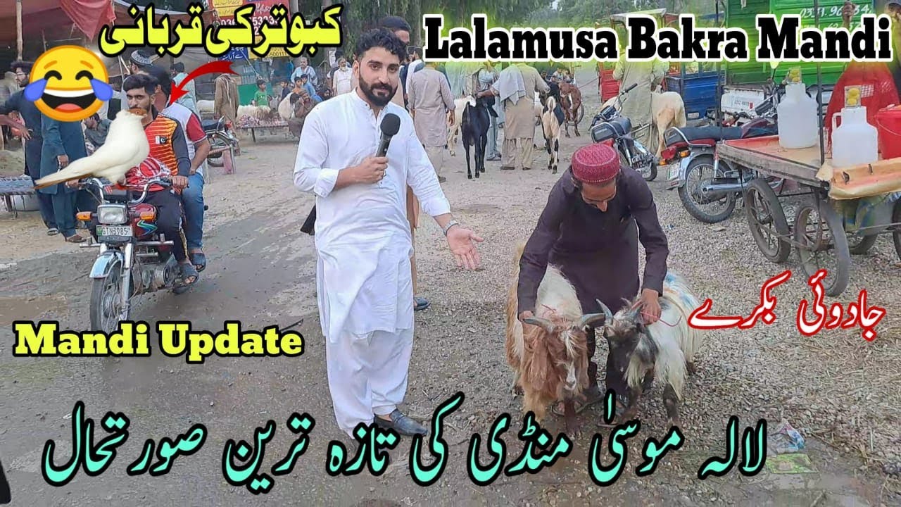 LalaMusa Mandi Latest Update | Mandi Vlog | LalaMusa Mandi Ka Vlog ...