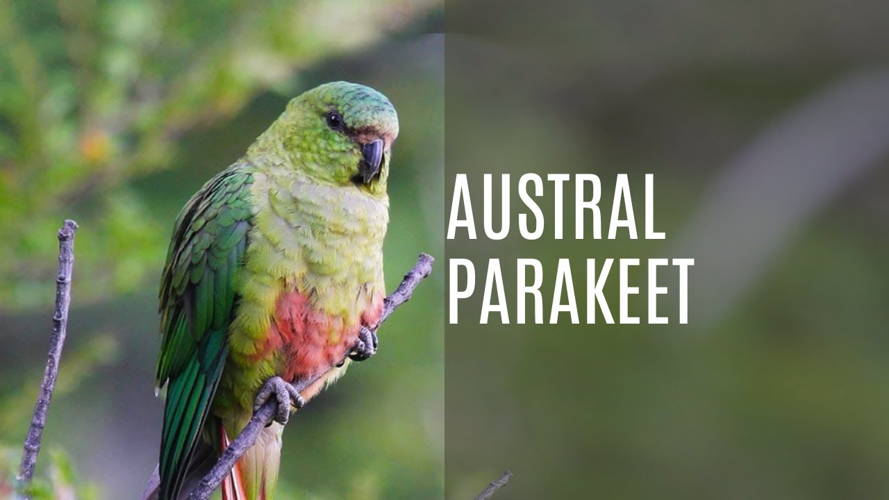 The Colorful Life of the Austral Parakeet (Enicognathus Ferrugineus ...