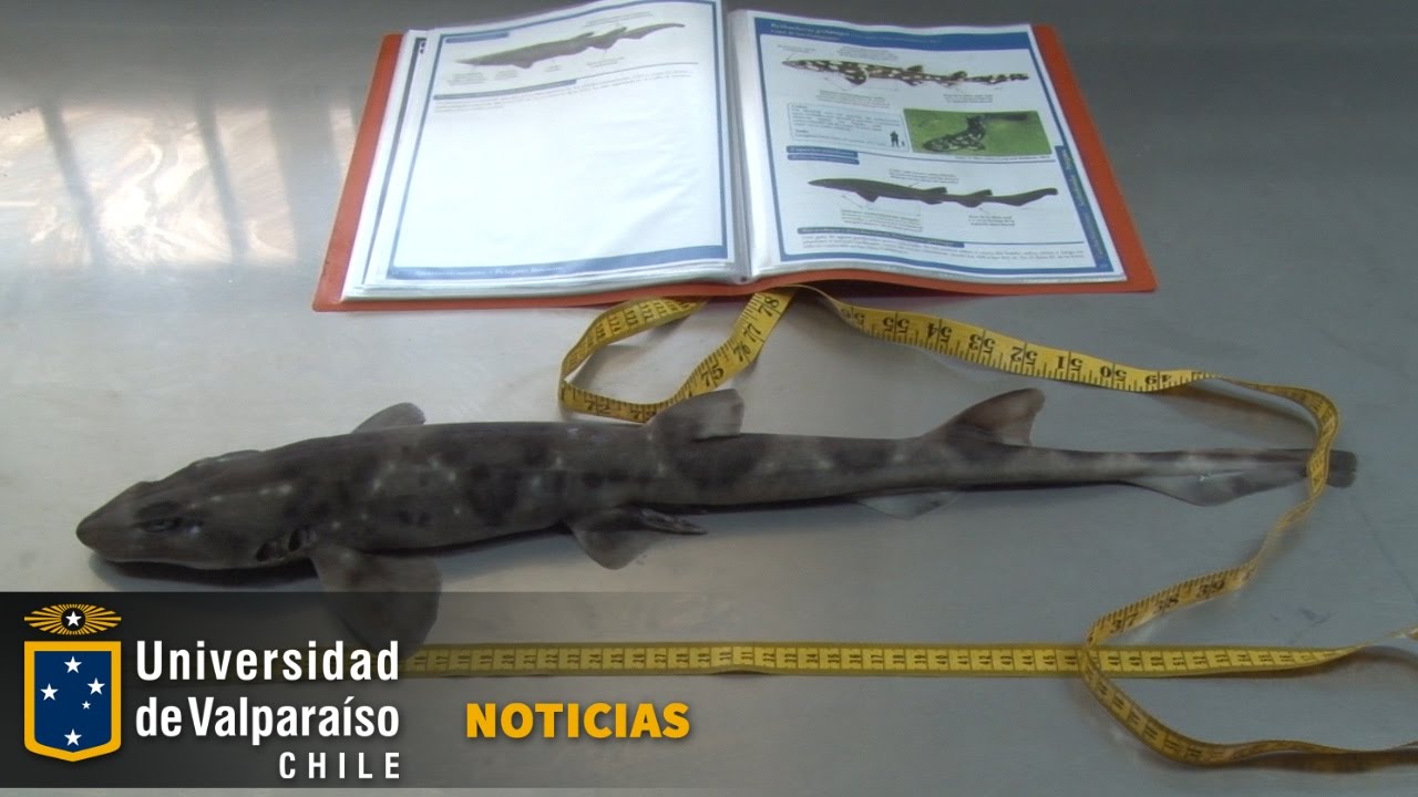 Científicos identifican tiburones de profundidad con guía de la FAO ...
