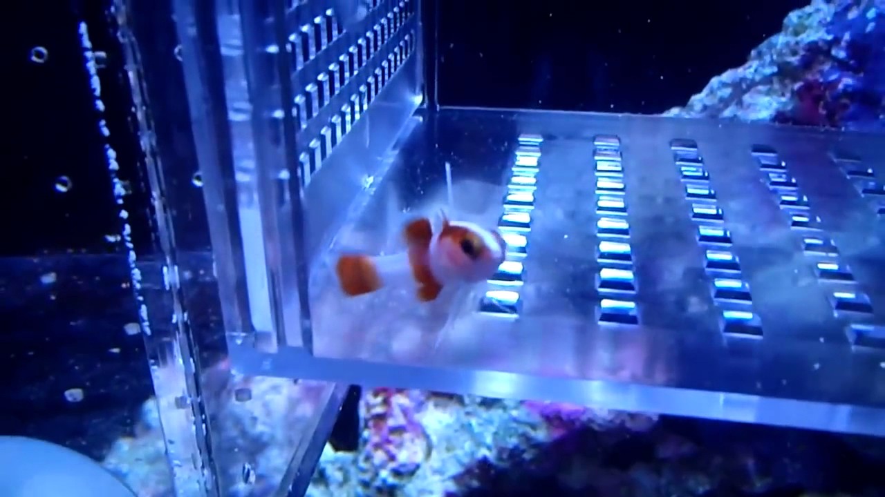 Bladefin Basslet - Jeboehlkia gladifer - YouTube