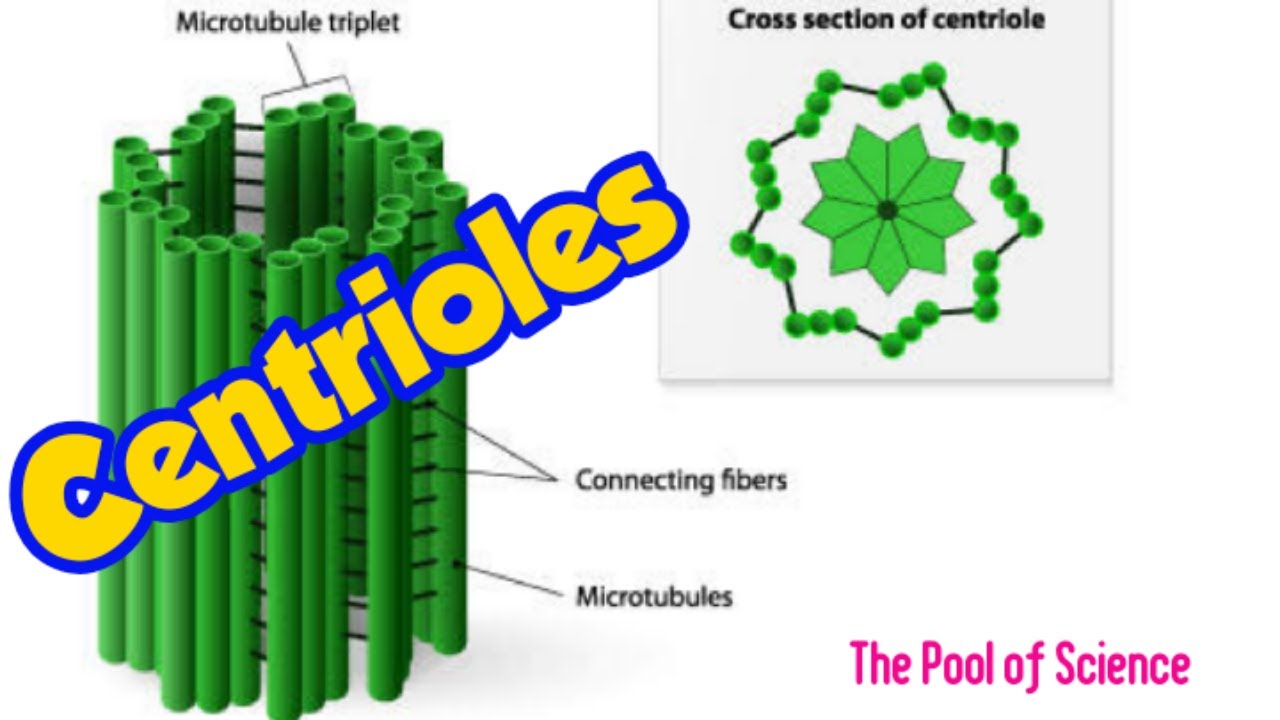 F.Sc part 1: Biology-Chapter 4: Centrioles (in easy way) by The Pool of ...
