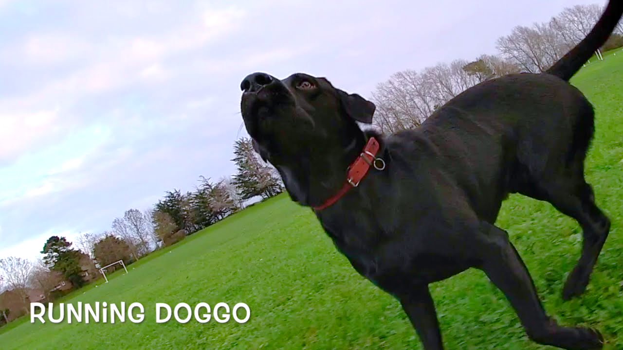 Running Doggo - Trailer 2 - YouTube
