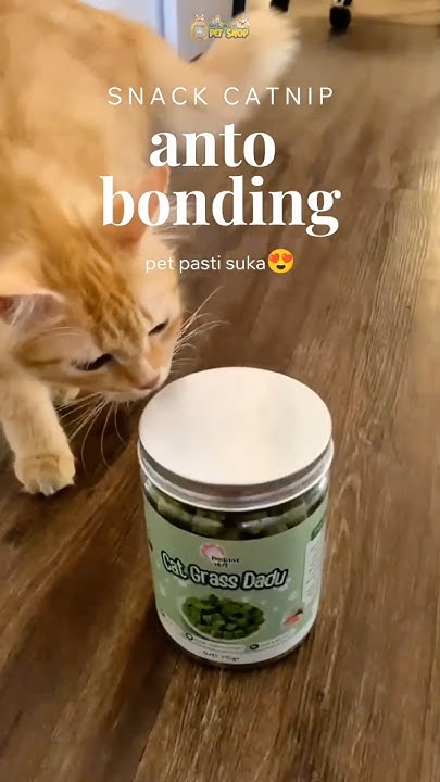 Snack catnip moodboster anabul😍 #petcontent #cat #funnypets #perintisbukanpewaris #kucinglucu ...